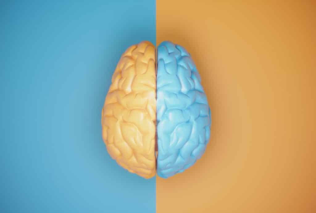 What Are Split Brain Experiments? - Edublox Online Tutor