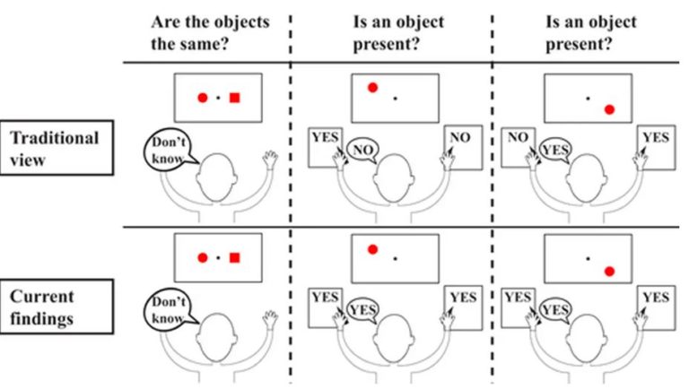 What Are Split Brain Experiments? - Edublox Online Tutor